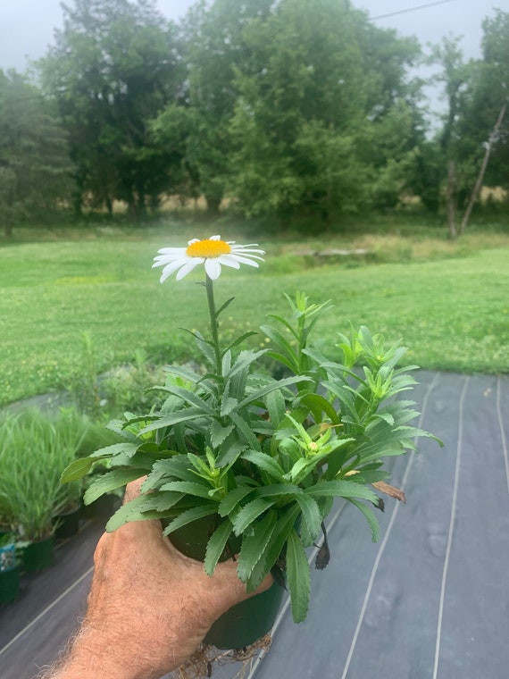 Snowcap Daisy