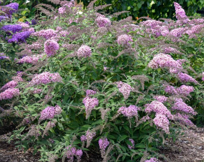 Custom Butterfly Bush Mix Seeds 150 Seeds Easy to Grow comb S/H - Etsy