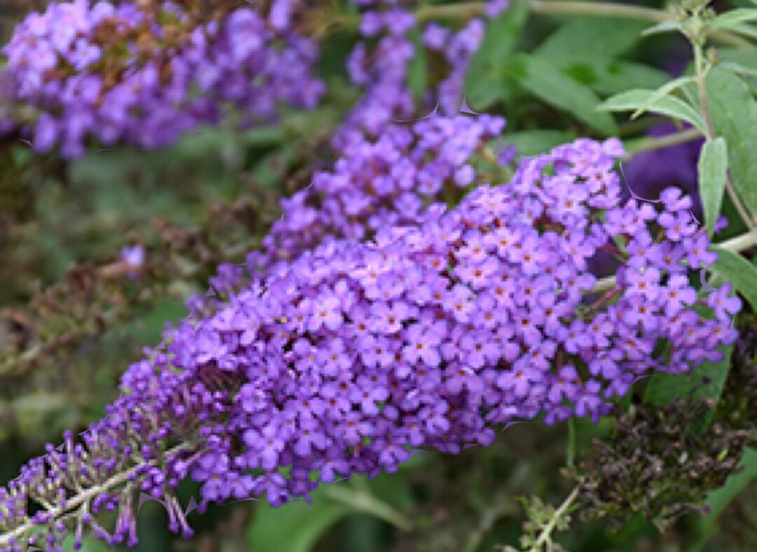 Buddleia Blue Knight (butterfly Bush) 3 Well Rooted Starter Plants in 1 ...
