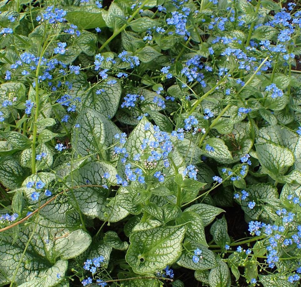 Brunnera Macrophylla 'sea Heart' - 3 Well Rooted Starter Plants in 1 Qt ...