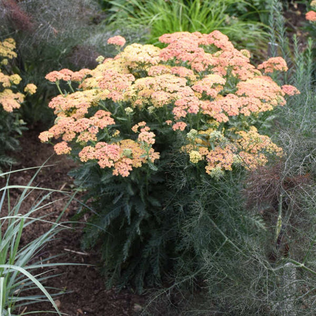 Yarrow Firefly Peach Sky 'achillea' - 3 Well Rooted Starter Plants in 1 ...