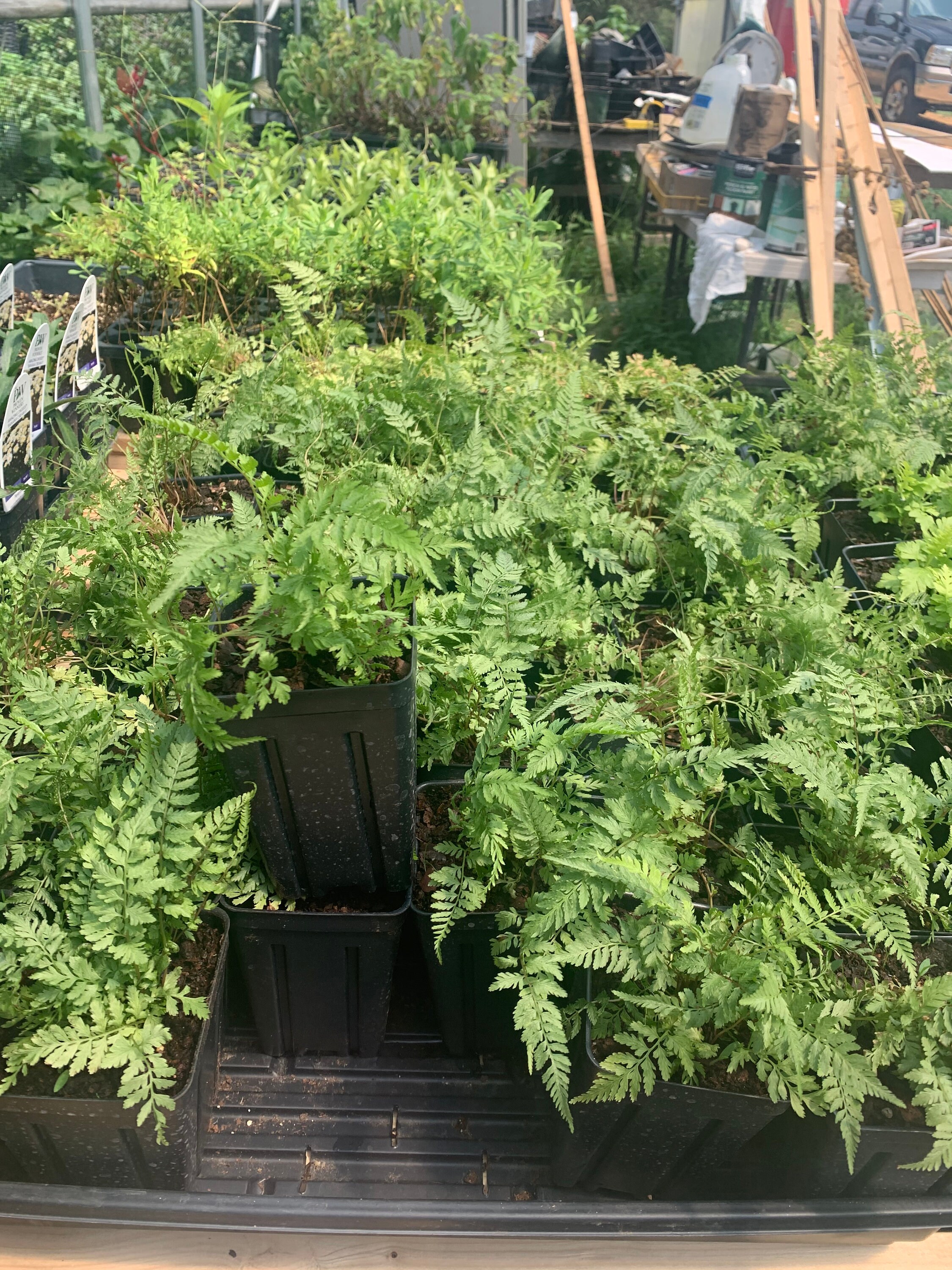 Japanese Painted Fern athyrium Niponicum 2 Well Rooted - Etsy