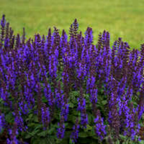 Blue Salvia Plant