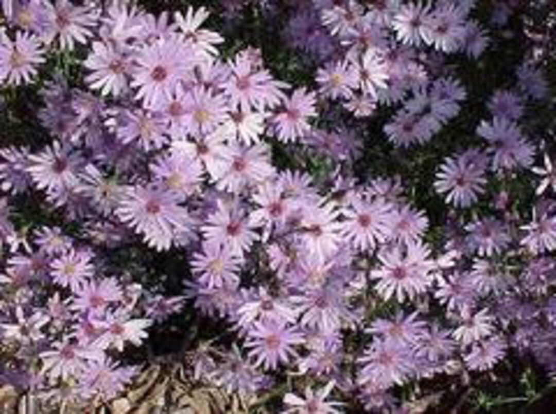 Aster Little Carlow 3 Well Rooted Starter Plants in 1 Qt Pots Grown at ...
