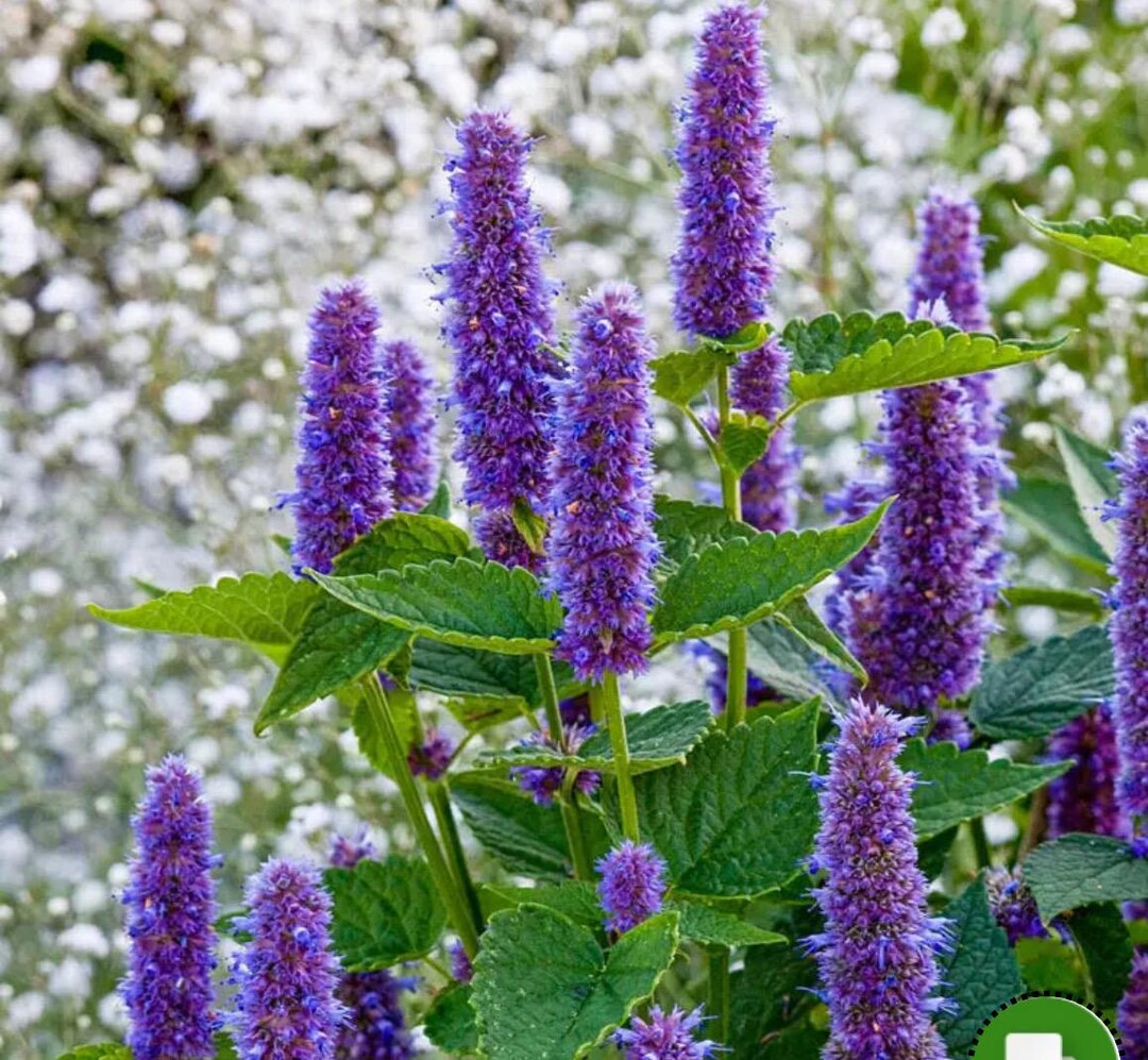 Agastache 'blue Fortune' (anise Hyssop) 3 Well Rooted Starter Plants in ...