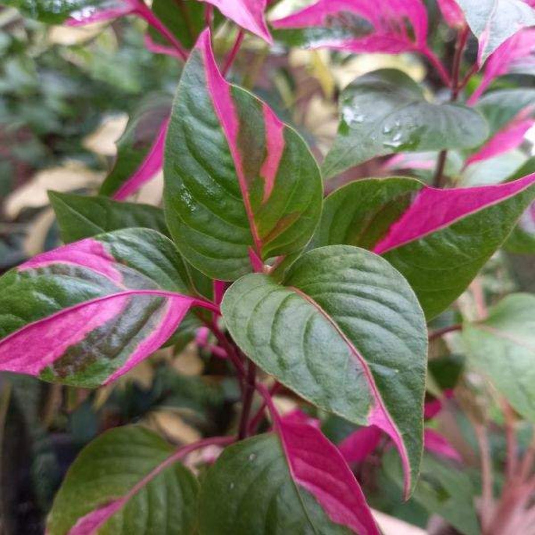 Alternathera Ficoidea 'party Time' joseph's Coat 1 Well Rooted Starter ...