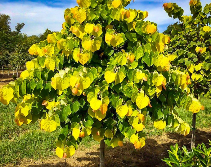 Eastern Redbud Tree! - Etsy