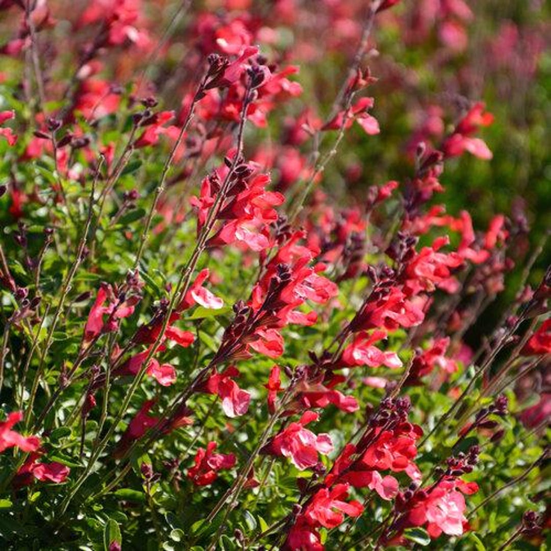 Salvia Artic Blaze Red - 3 Well Rooted Starter Plants in 1qt Pots Grown ...