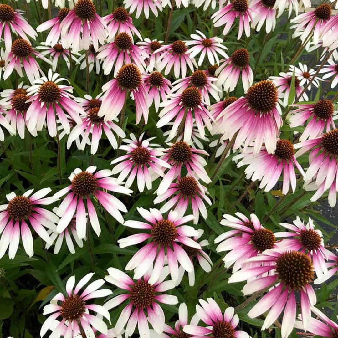 Echinacea Pretty Parasols (coneflower) - 3 Well Rooted Starter Plants ...