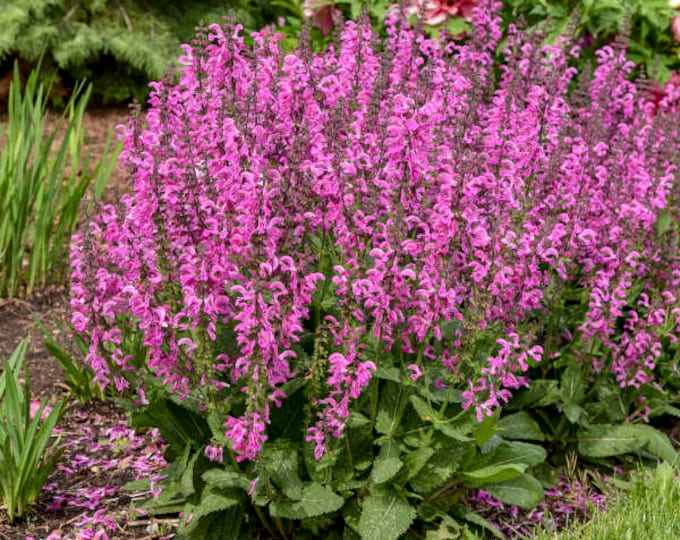 Salvia Moulin Rouge - Perennial Salvia /(garden Sage) - 3 Well Rooted ...
