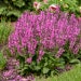 Salvia Moulin Rouge - Perennial Salvia /(garden Sage) - 3 Well Rooted ...