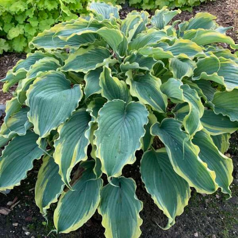 Hosta 'voices in the Wind' 3 Well Rooted Starter Plants in 1 Qt Pots ...