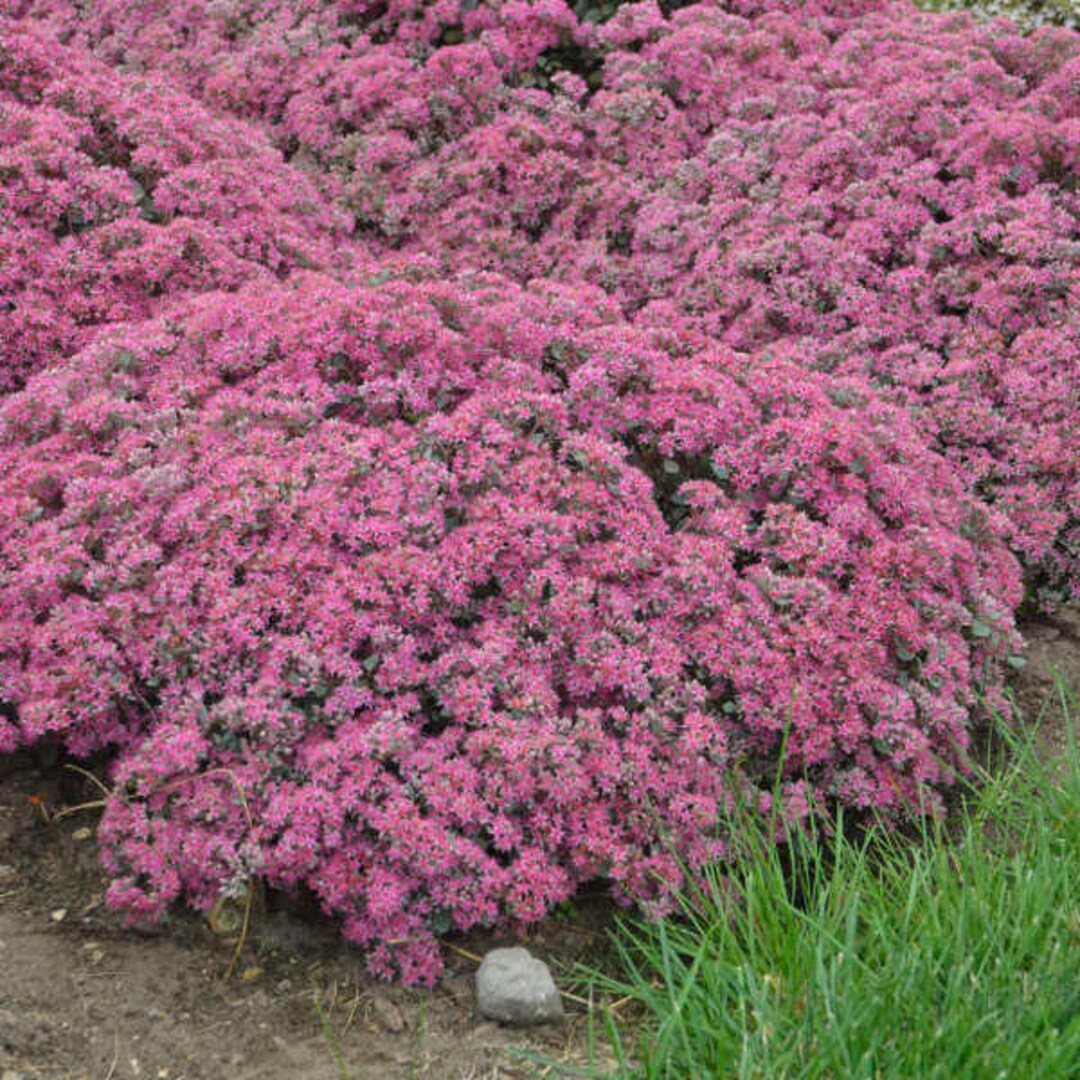 Sedum 'popstar' (stonecrop) - 3 Well Rooted Starter Plants in 1 Qt Pots ...
