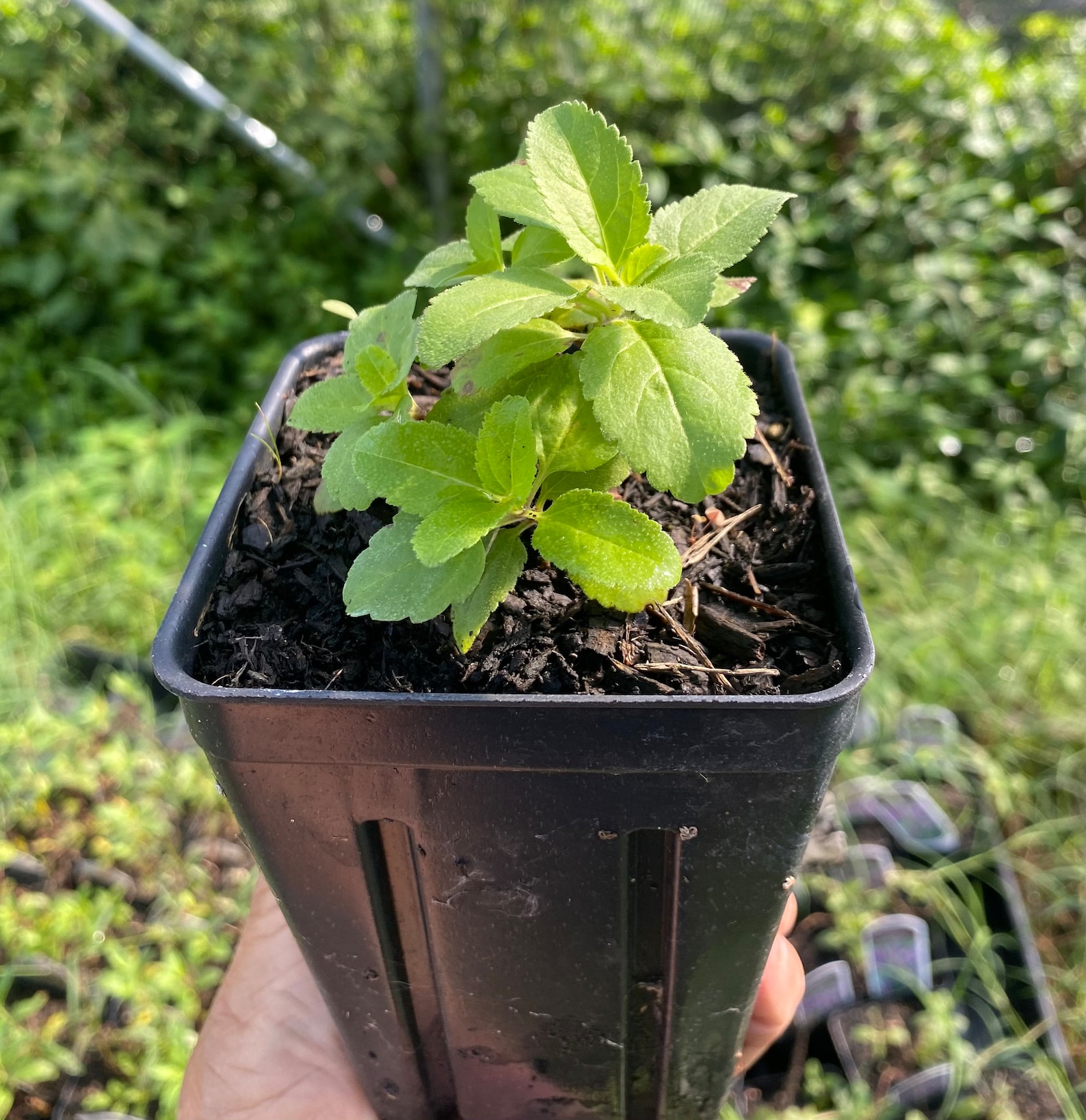 Veronica Pink Potion (spike Speedwell) - 3 Well Rooted Starter Plants ...