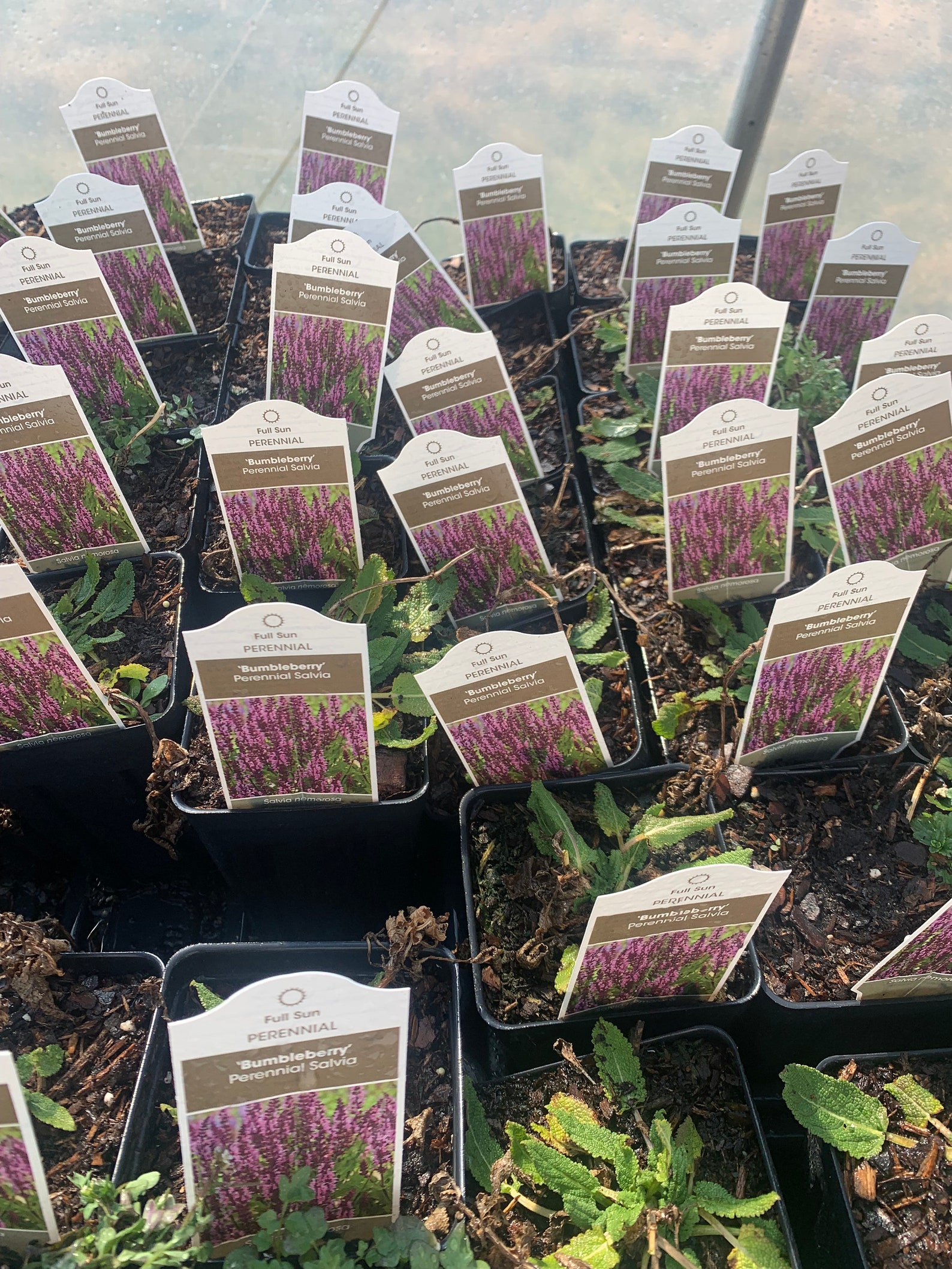 Salvia Nemorosa 'bumbleberry 3 Well Rooted Plants - Etsy