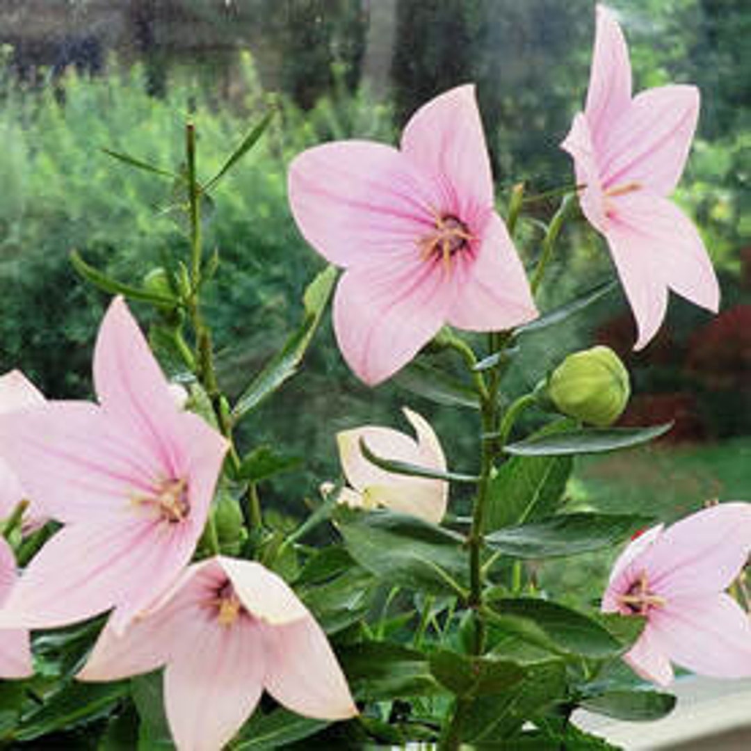 Platycodon 'pop Star Pink' (balloon Flower) - 3 Well Rooted Starter ...