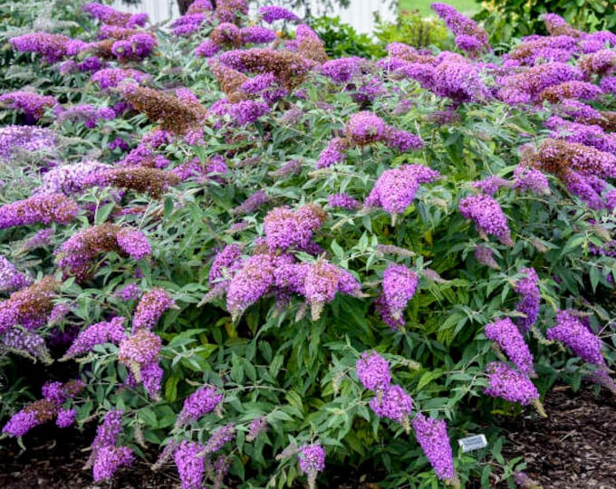 Buddleia Violet Cascade (butterfly Bush) - 3 Well Rooted Starter Plants ...