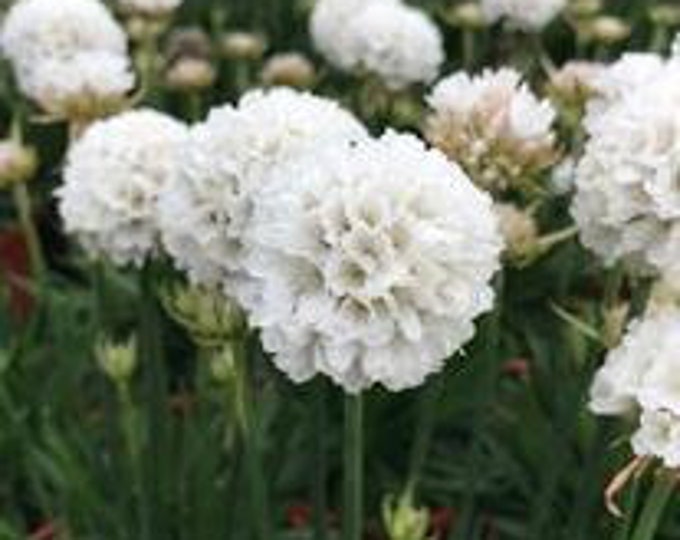 SEA THRIFT Armeria Maritima 120 Scarified Seeds Perennial Flower - Etsy
