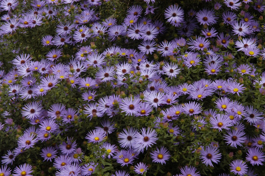 Raydon's Favorite Aster - 3 Well Rooted Starter Plants in 4" Pots ...