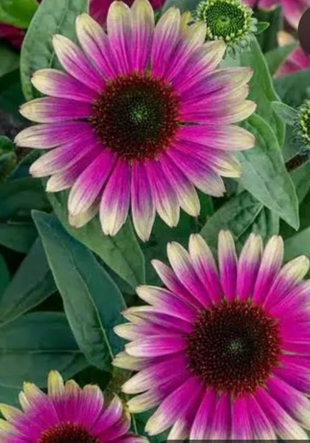 Echinacea Sweet Sandia (coneflower) - 3 Well Rooted Plugs Grown at ...