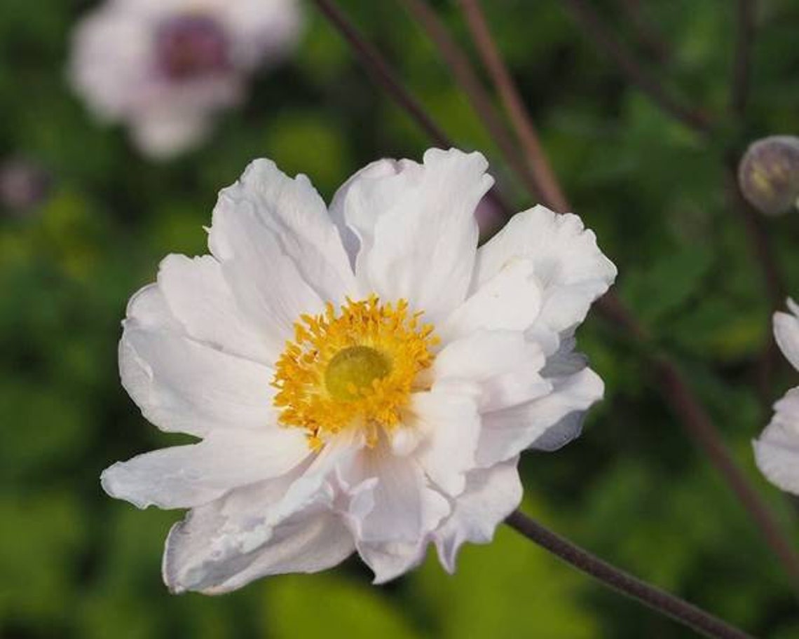 Anemone Frilly Knickers 3 Well Rooted Starter Plants in 1 Qt | Etsy