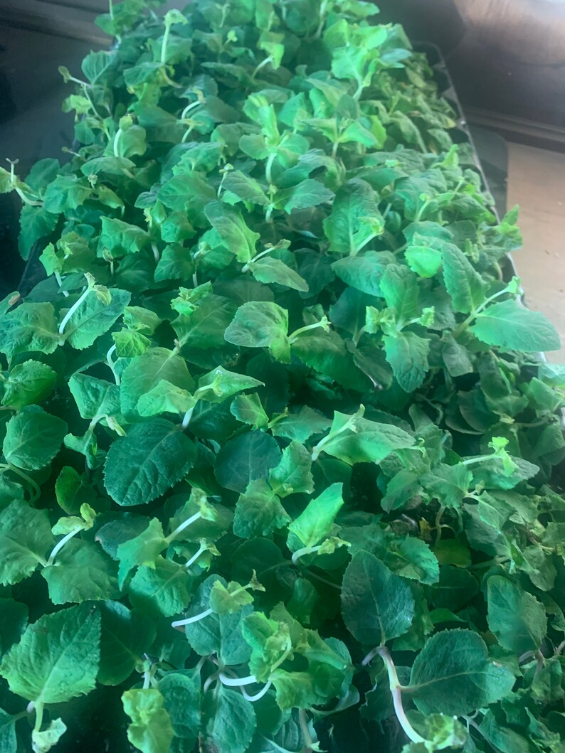 Balloon Flower ' Sentimental Blue Platycodon Grandiflorus - Etsy