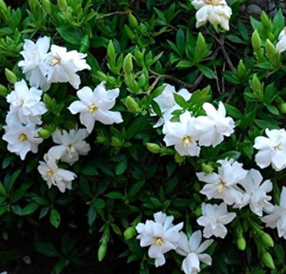 Dwarf Radican Gardenia (‘gardenia Jasminoides 'radicans') - 1 Plant in ...