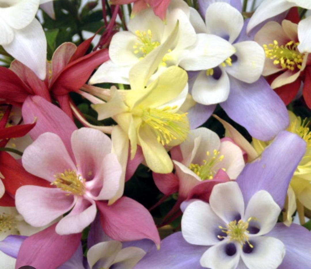 Aquilegia Kirigami Mix (columbine) - 3 Well Rooted Starter Plants in 1 ...