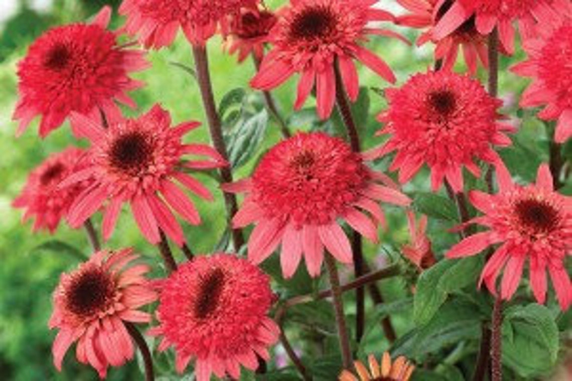 Echinacea 'raspberry Truffle' coneflower 3 Well Rooted Starter Plants ...