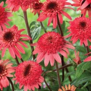 Echinacea 'raspberry Truffle' (coneflower) - 3 Well Rooted Starter ...