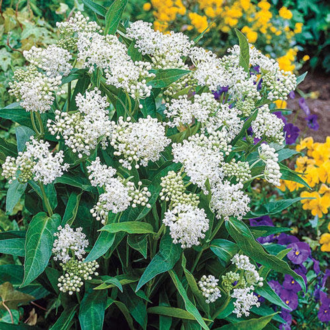 Asclepias Incarnata 'ice Ballet' 3 Well Rooted Starter Plants in 1 Qt ...