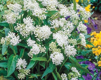 Ice Ballet Swamp Milkweed Butterfly Weed Asclepias Incarnata Premium ...