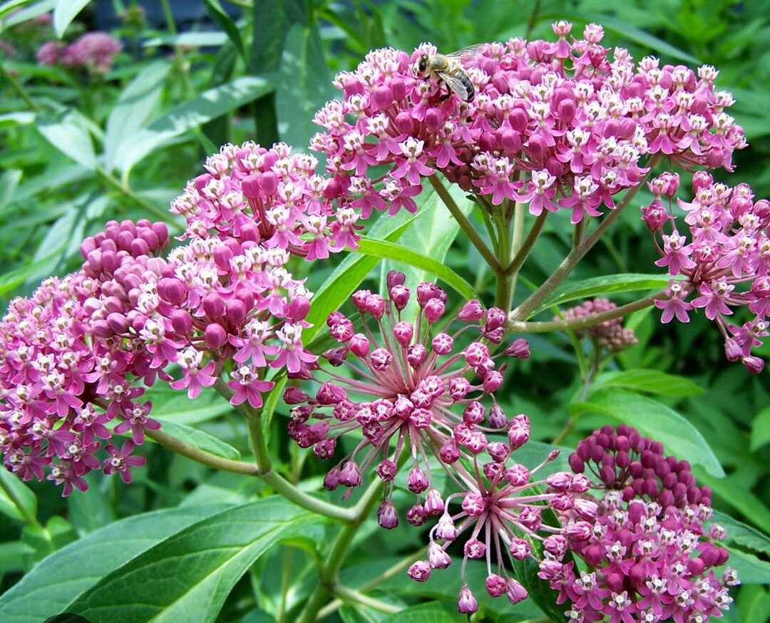 Asclepias Incarnata- Swamp Milk Weed - 3 Well Rooted Starter Plants in ...