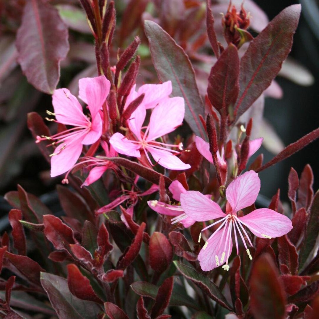 Guara Lindheimeri 'crimson Butterflies' - 3 Well Rooted Starter Plants ...