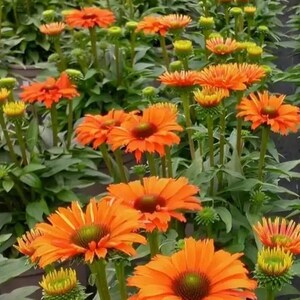 Echinacea Sunseekers Mineola (coneflower) - 3 Well Rooted Starter ...