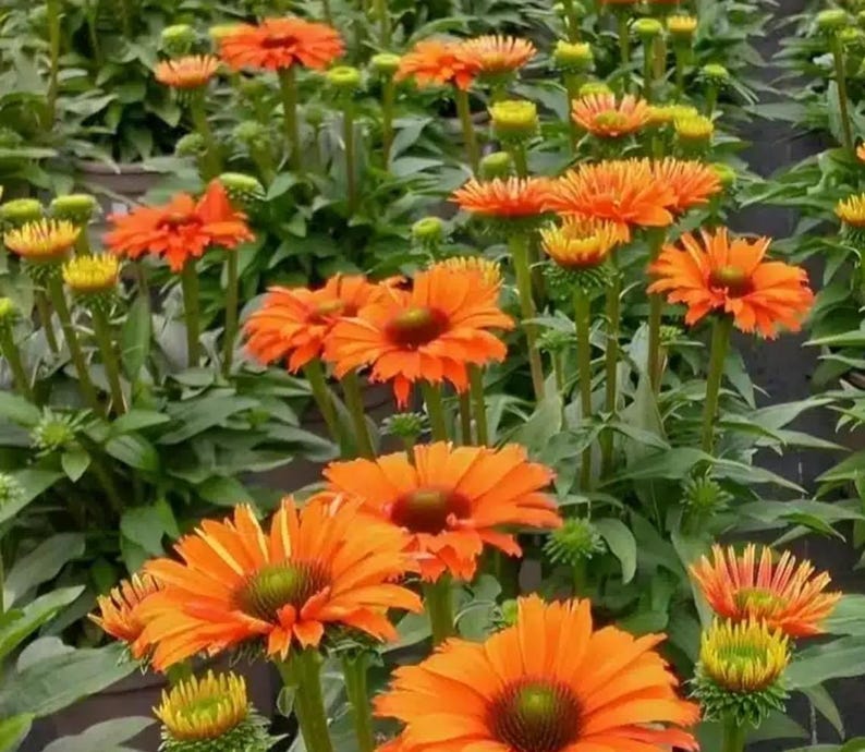 Echinacea Sunseekers Mineola (coneflower) - 3 Well Rooted Starter ...