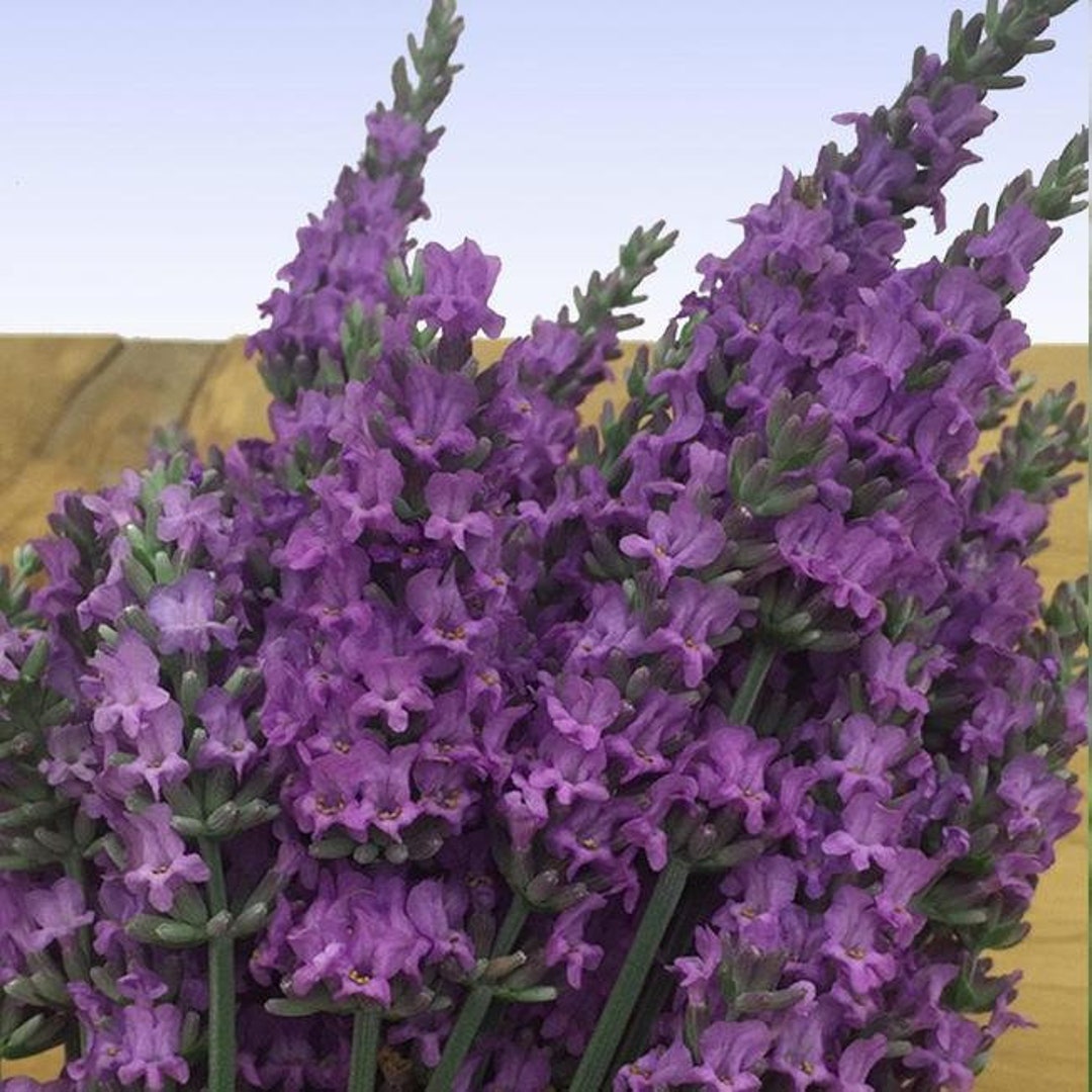 Lavender Sensational- 3 Well Rooted Starter Plants -grown at Rosie ...