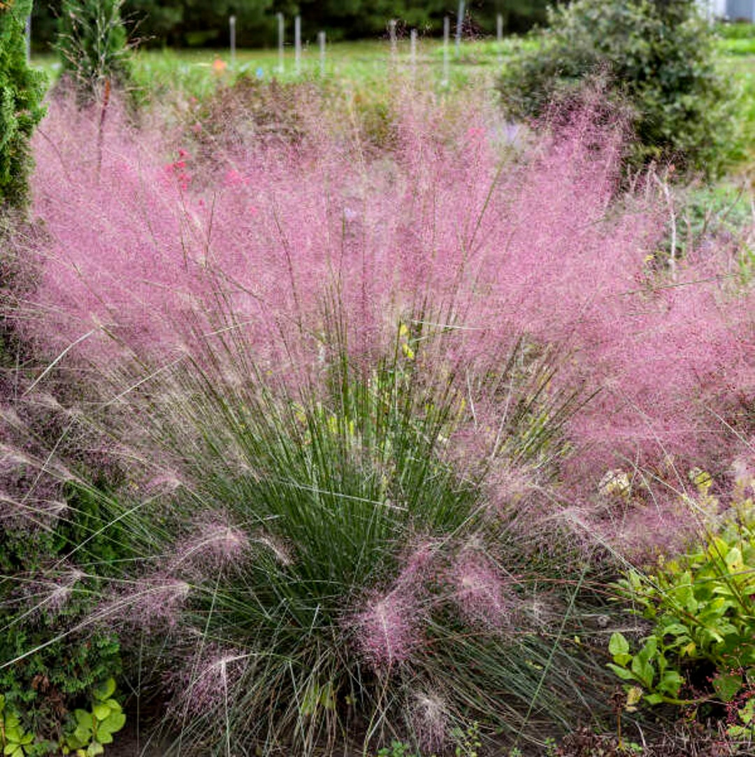 Muhly Grass Undaunted (muhlenbergia) - 2 Well Rooted Starter Plants in ...