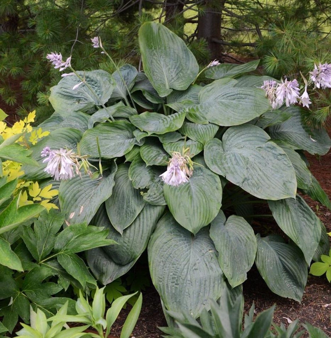 Hosta ‘empress Wu’ 2 Well Rooted Starter Plants in 1 Qt Pots Grown at ...