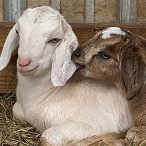 Buddleia Blue Knight (butterfly Bush) 3 Well Rooted Starter Plants in 1 ...