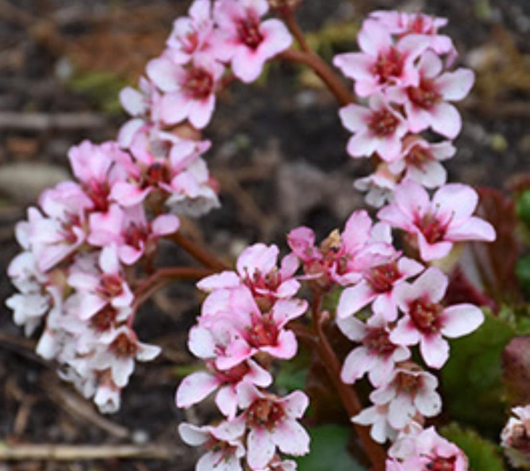Bergenia Fairy Tale Romance (pigsqueak) - 3 Well Rooted Starter Plants ...