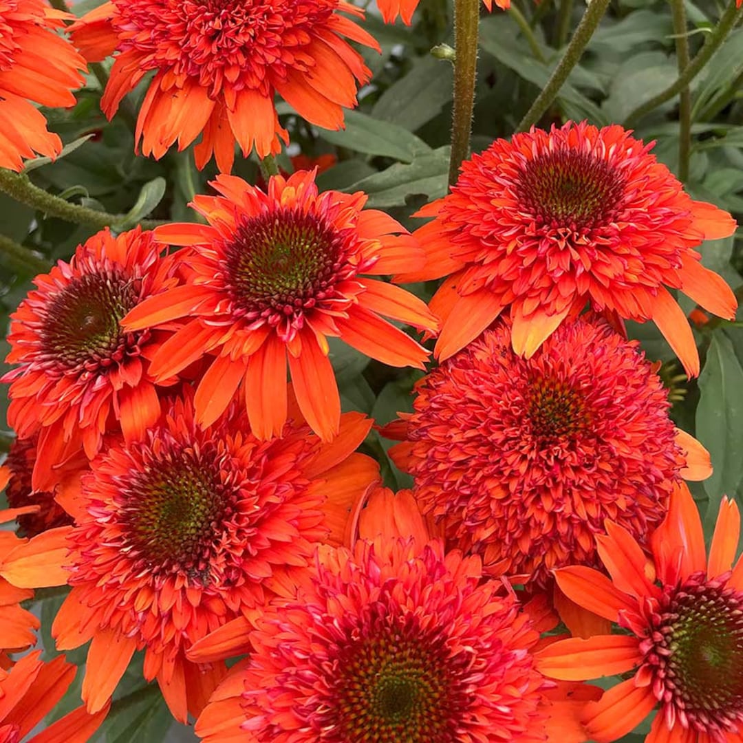Echinacea Moab Sunset coneflower 3 Well Rooted Starter Plants in 1 Qt ...