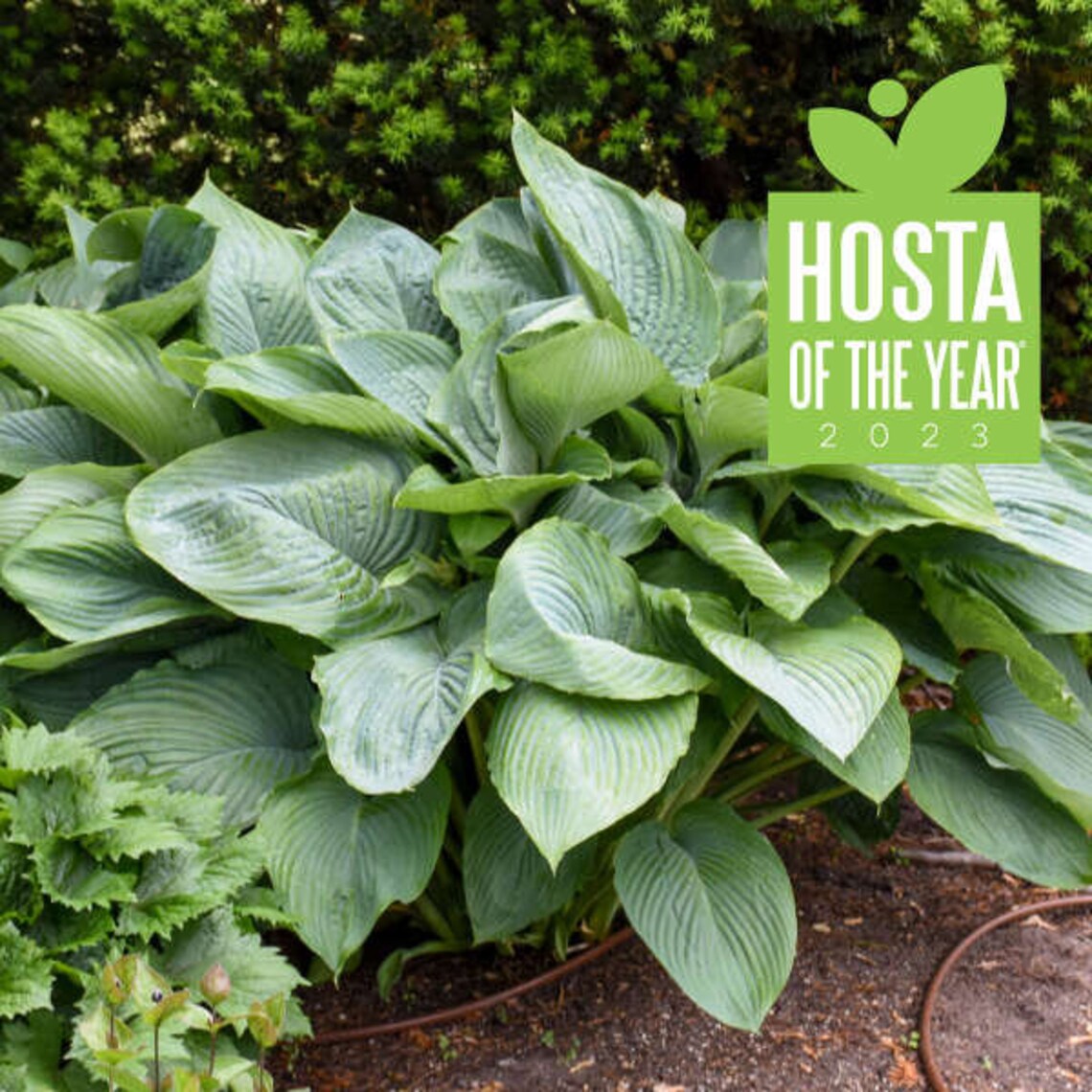 Hosta empress Wu 2 Well Rooted Starter Plants in 1 Qt Pots Grown at ...