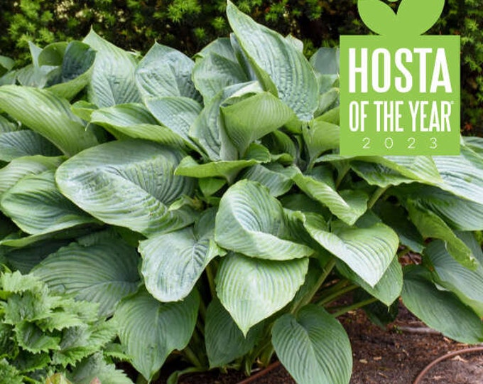 Empress Wu Hosta - Etsy