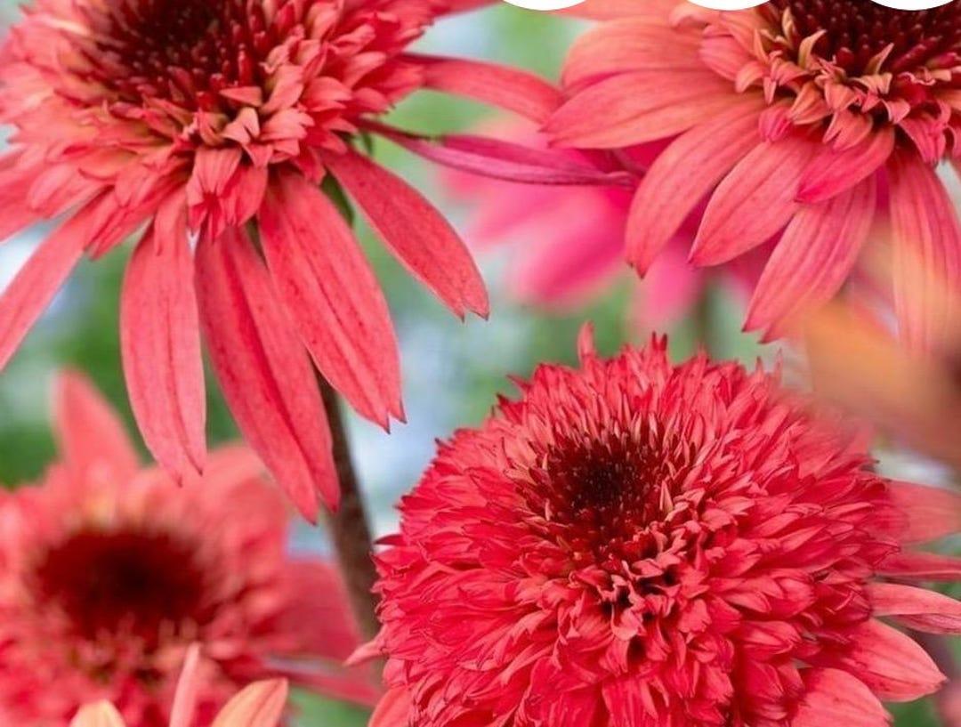 Echinacea 'raspberry Truffle' (coneflower) - 3 Well Rooted Starter ...