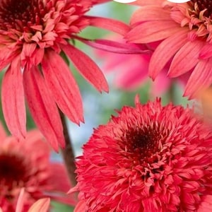 Echinacea 'raspberry Truffle' (coneflower) - 3 Well Rooted Starter ...