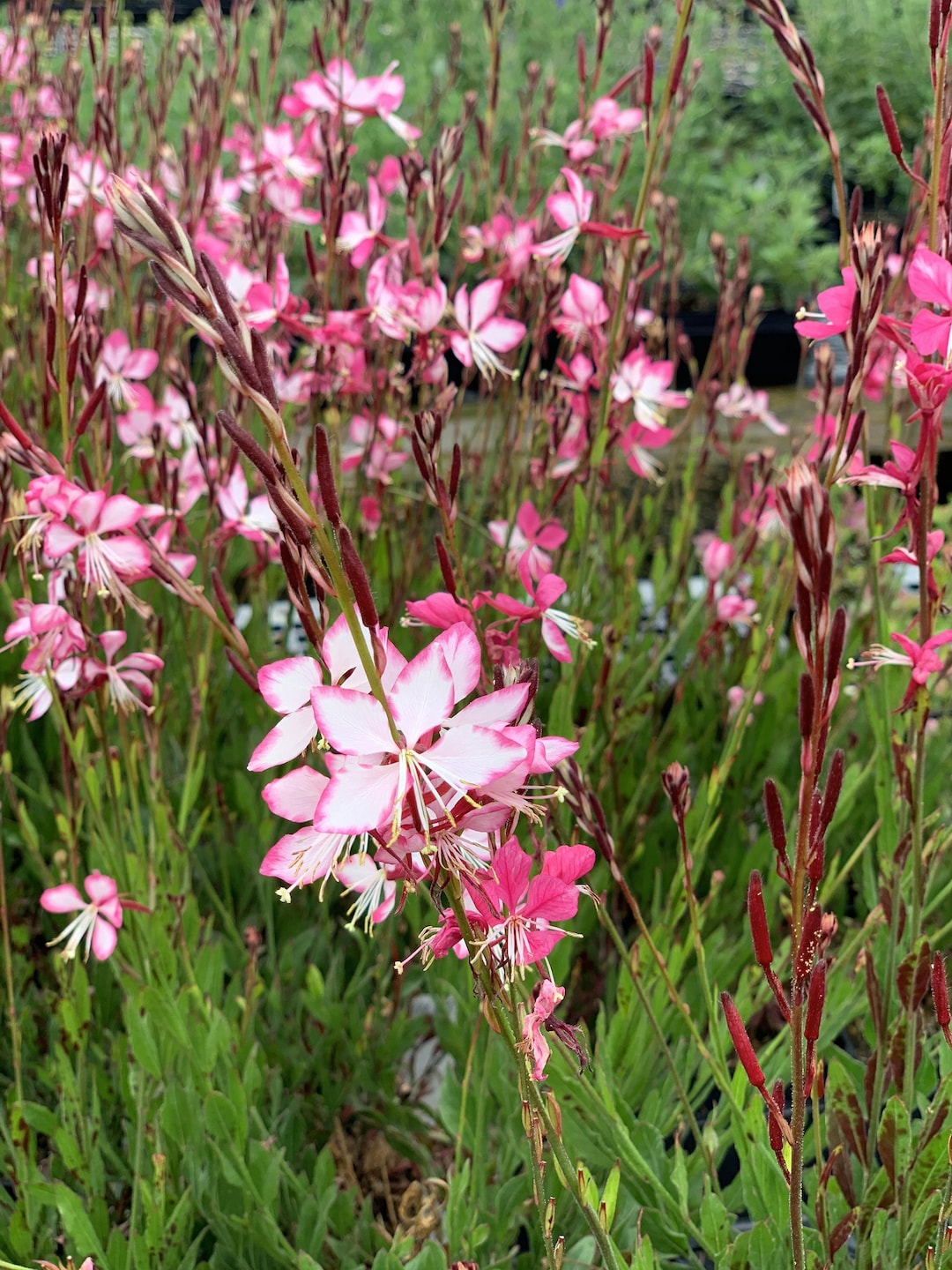 Gaura Lindheimeri Rosy Jane - 3 Well Rooted Starter Plants in 1 Qt Pots ...