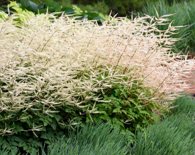 Aruncus Chantilly Lace (goats Beard) - 3 Well Rooted Starter Plants Im ...