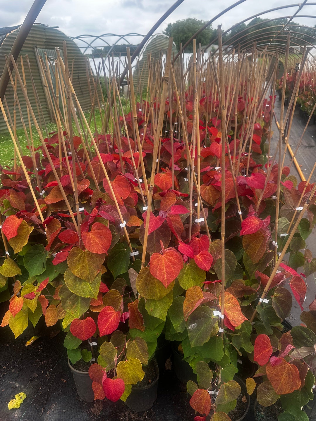 Hearts of Fire Redbud 2-3 Foot Tall Tree in a 2 Gallon Pot Grown at ...