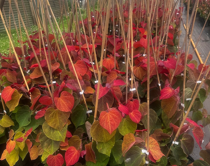 Eastern Redbud Tree! - Etsy